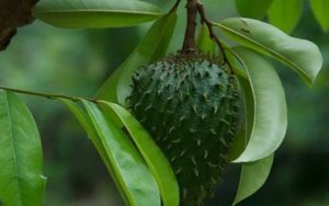 La feuille de corossol : propriétés, bienfaits et dangers du cachiment